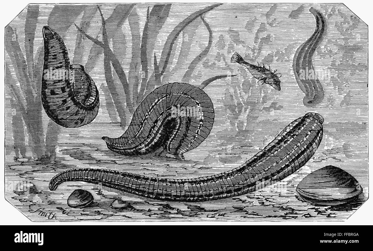 LEECHES. /nThe common leech (Hirudo medicinalis). Wood engraving, late ...