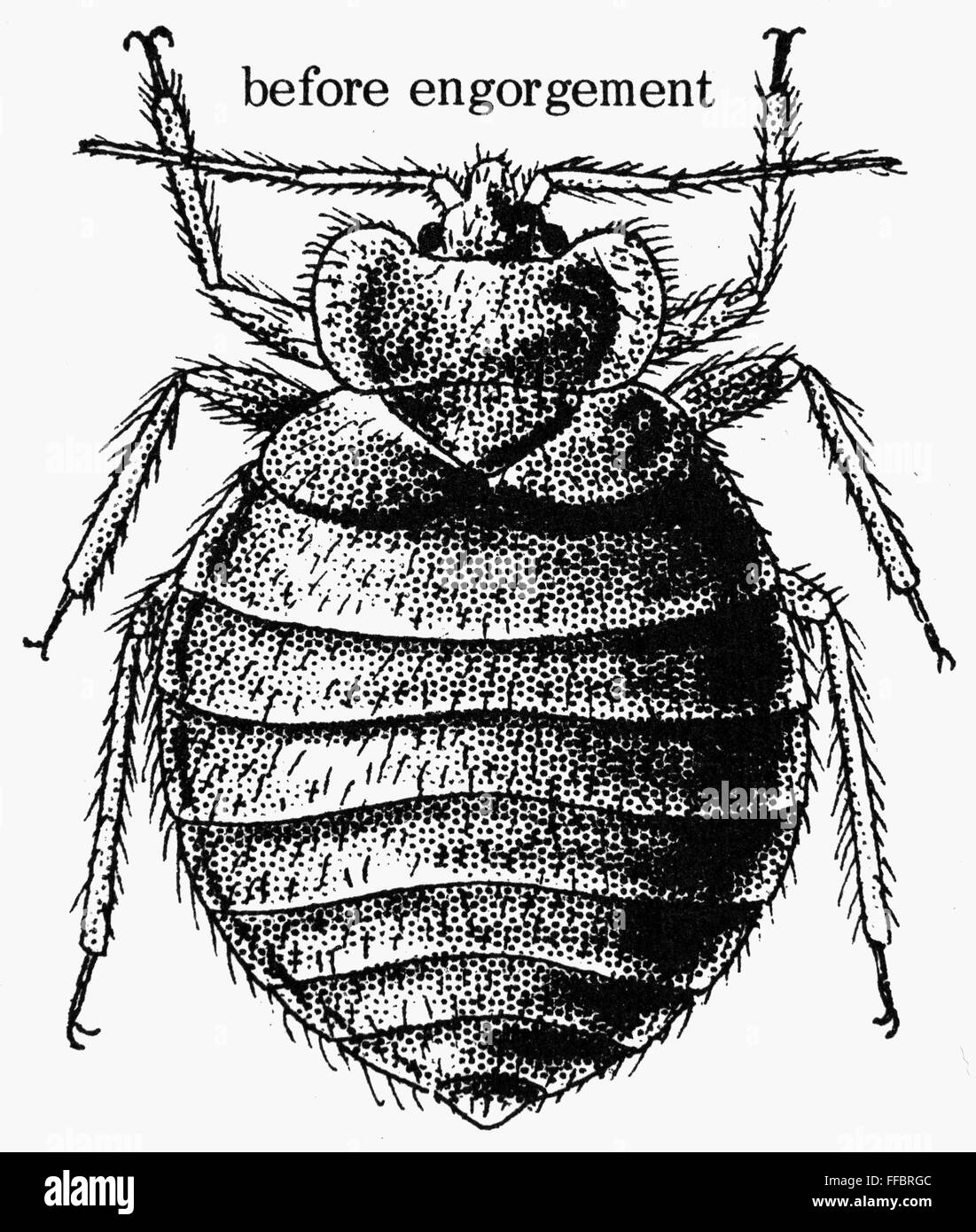 BEDBUG. /nThe bedbug (Cimex lectularius Stock Photo - Alamy