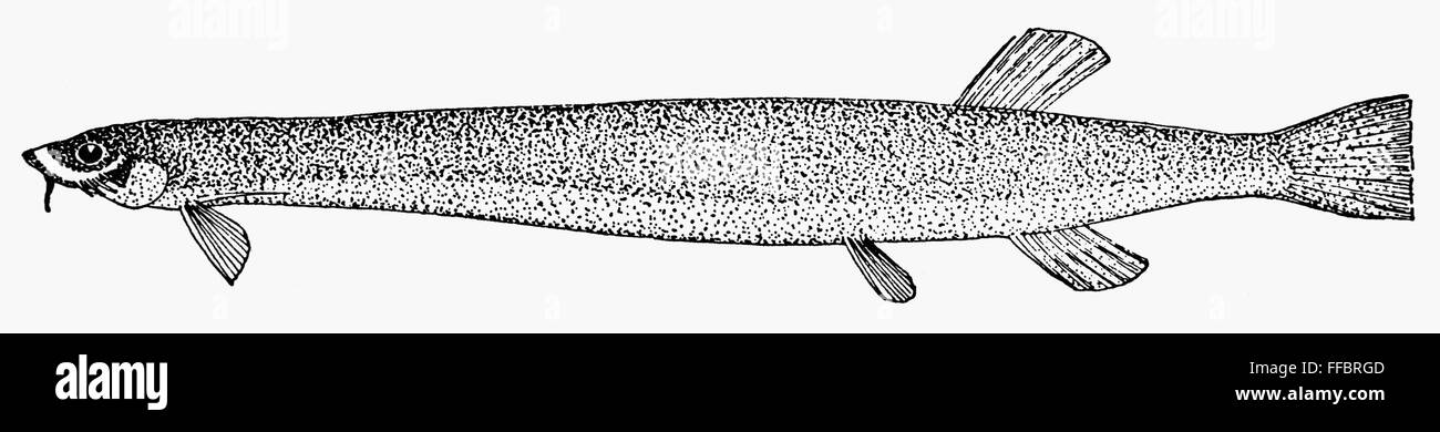 CANDIRU. /nThe candiru (Vandellia cirrhosa), a parasitic freshwater ...
