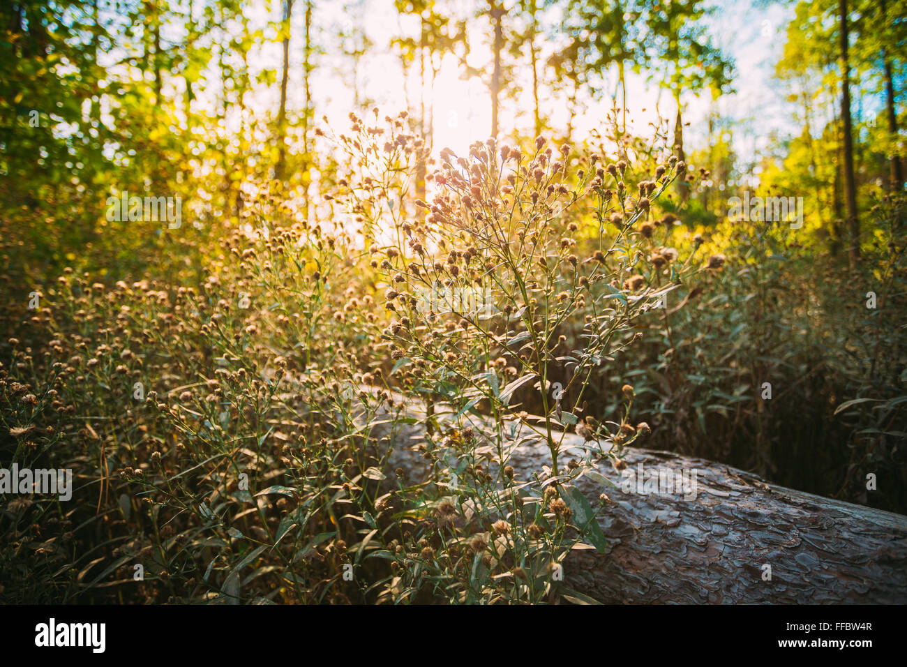 Plants in forest hi-res stock photography and images - Alamy