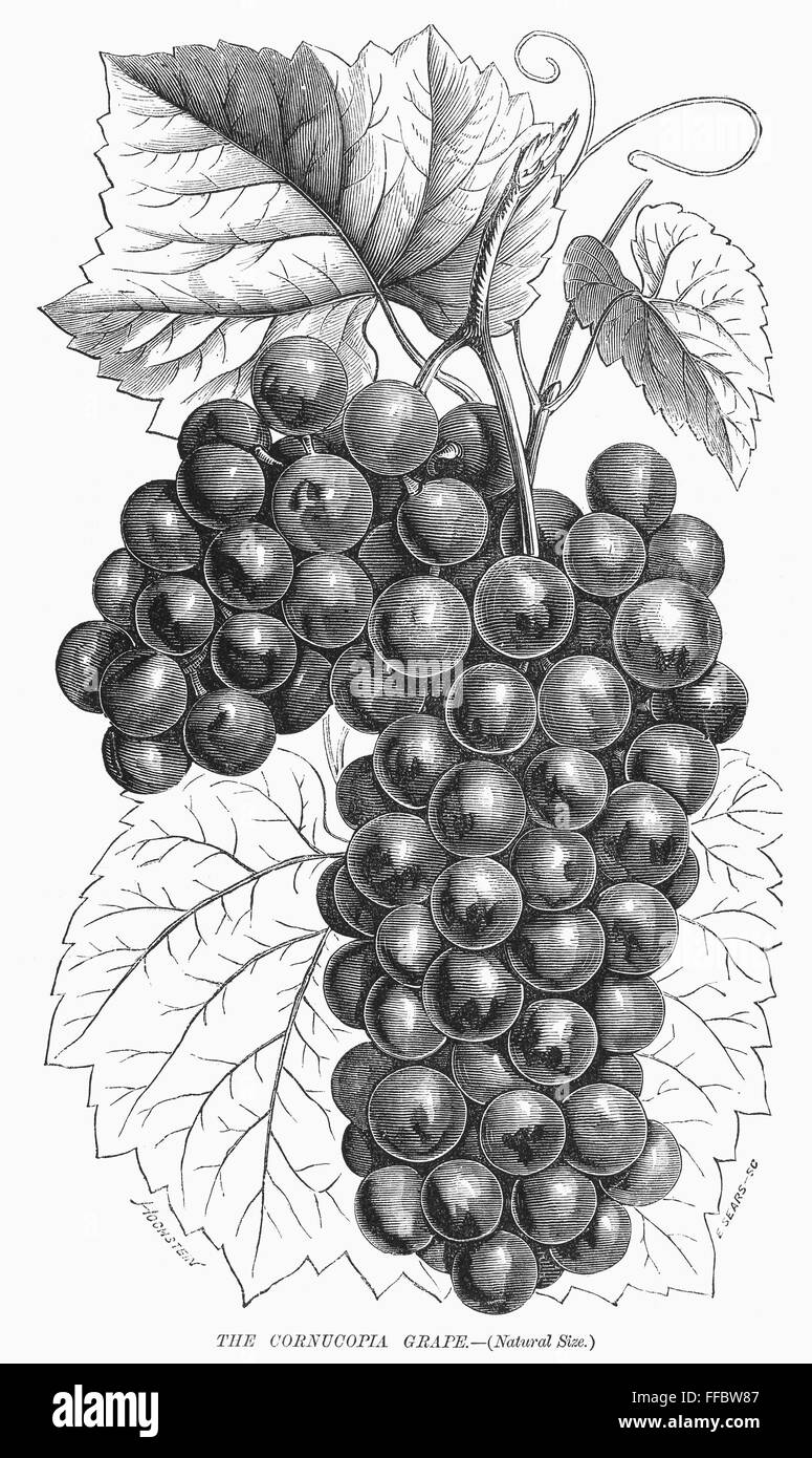 BOTANY: GRAPES. /nThe cornucopia grape. Wood engraving, 1869 Stock ...
