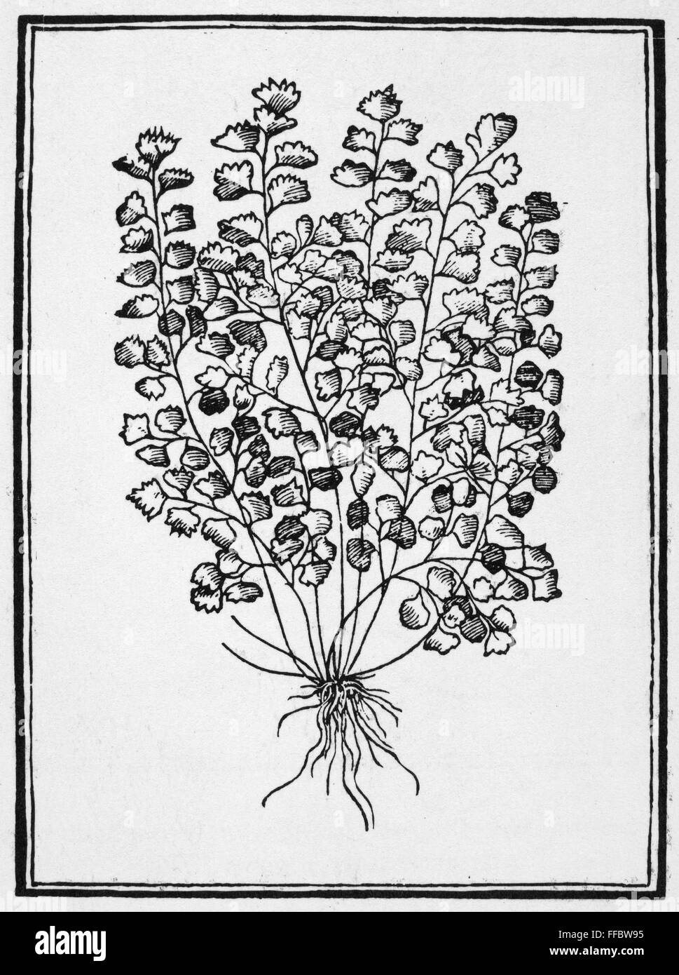 BOTANY: MAIDENHAIR FERN. /nAdiantum capillus-veneris. Woodcut, 1579 ...