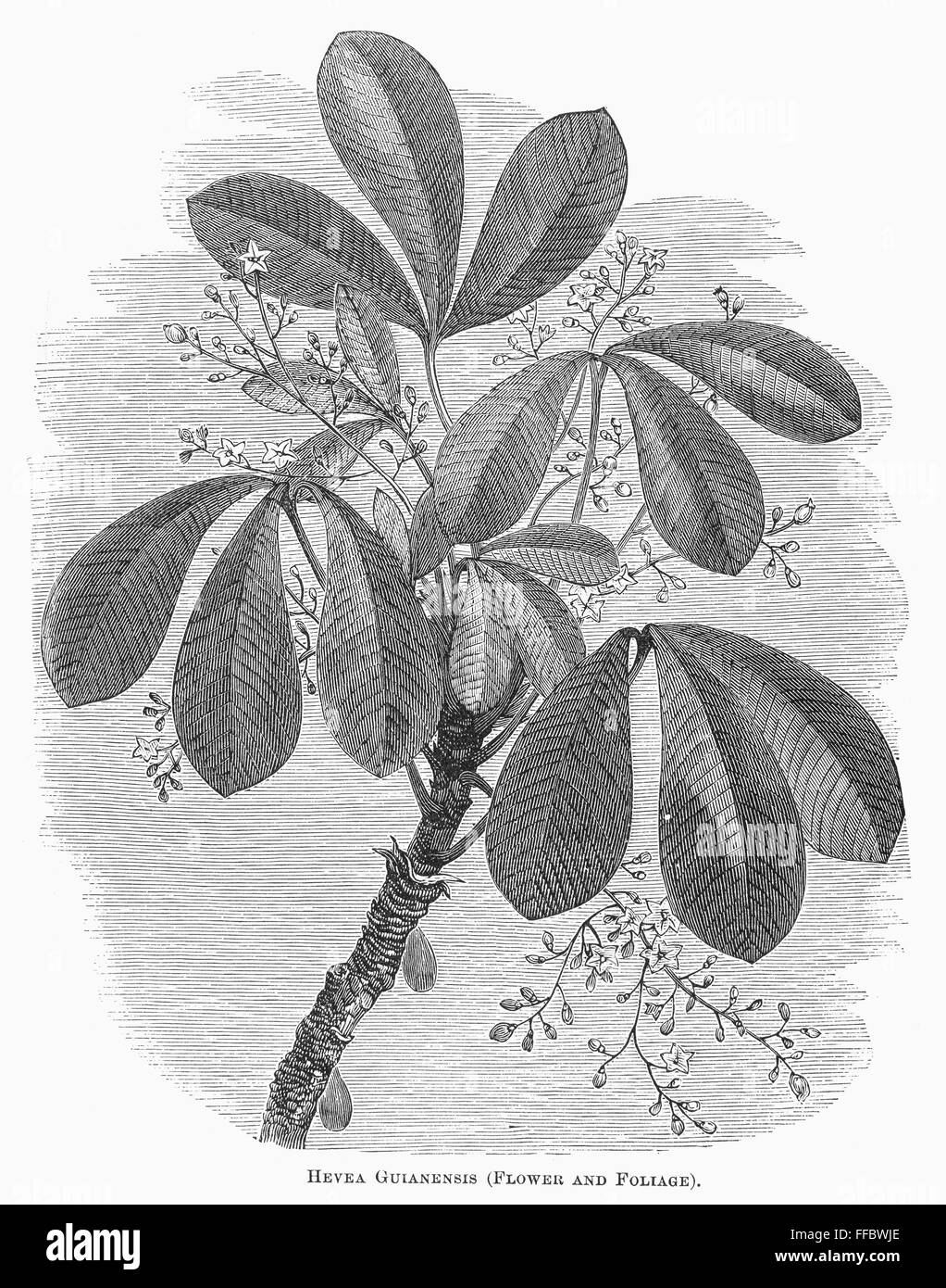 BOTANY: HEVEA GUIANENSIS Stock Photo - Alamy