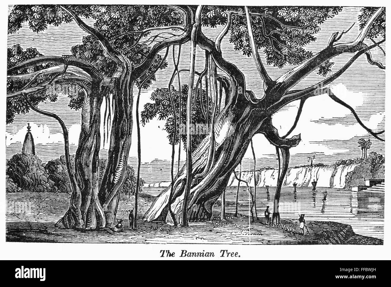 INDIA: BANYAN TREE. /nWood engraving, early 19th century Stock Photo ...