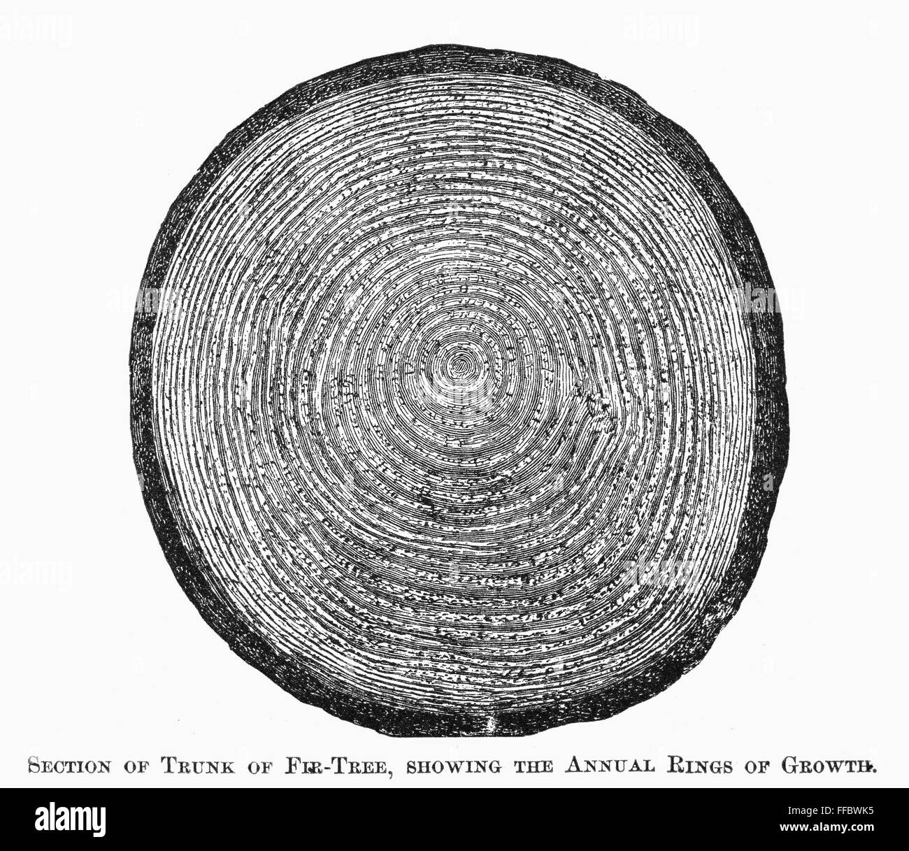 BOTANY: FIR TREE TRUNK. /nSection of trunk of a fir tree, showing the ...