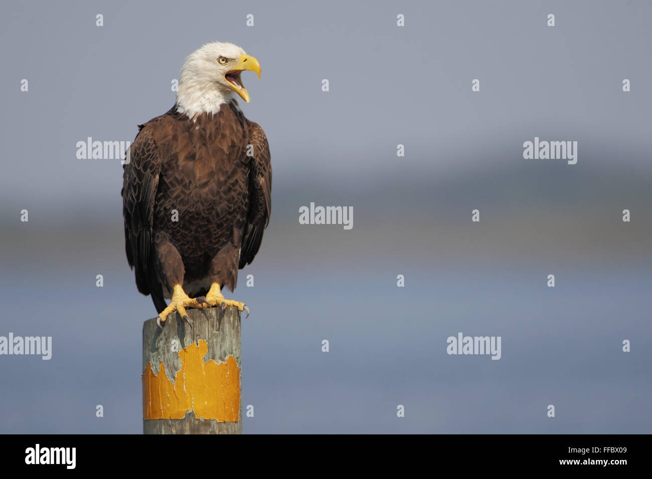 Eagle Post High Resolution Stock Photography and Images - Alamy