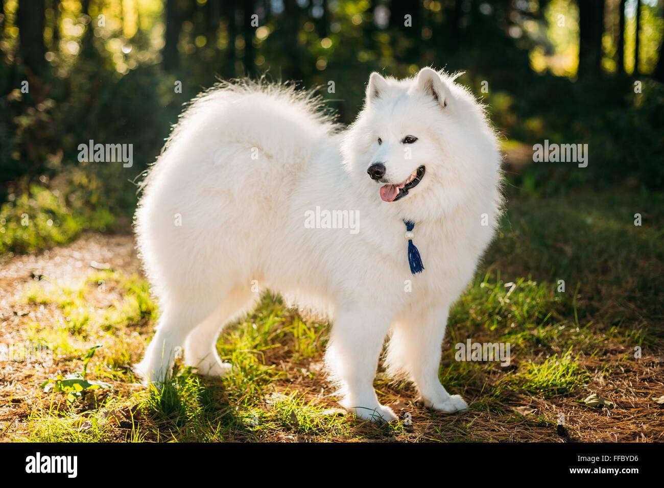 Happy samoyed hi-res stock photography and images - Alamy