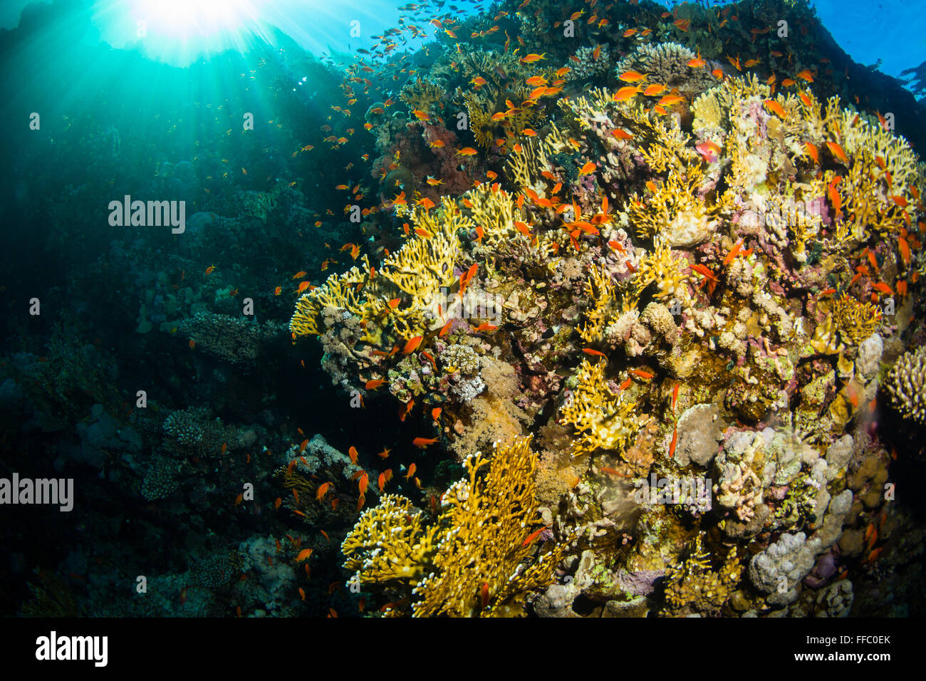 The reefs of the Red Sea Stock Photo - Alamy