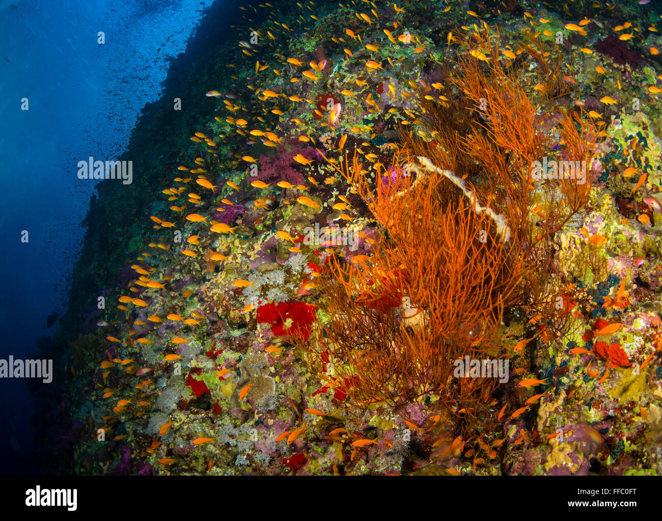 The reefs of the Red Sea Stock Photo - Alamy