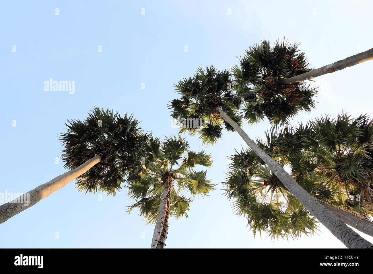 Group of palm trees Stock Photo - Alamy