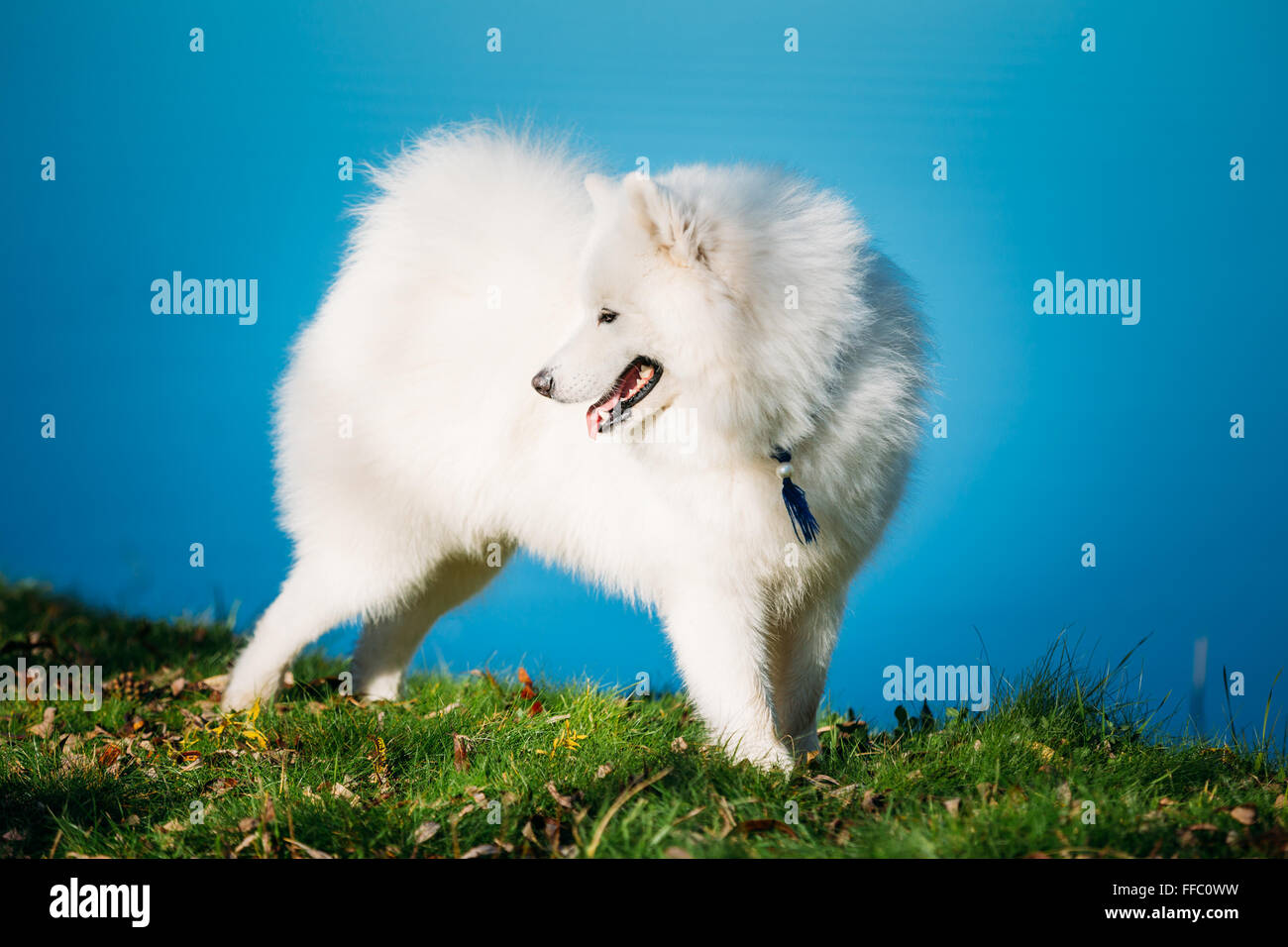 Happy White Samoyed Dog Outdoor in park on background of river Stock ...