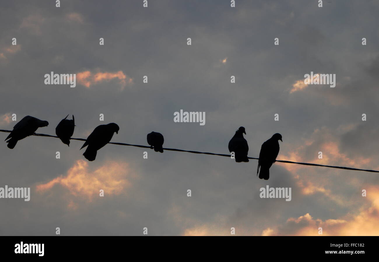 Pigeon sitting on power line hi-res stock photography and images - Alamy