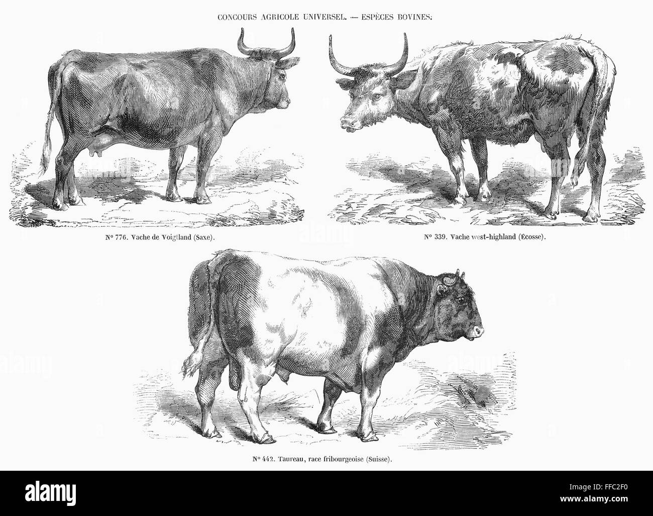 CATTLE BREEDS, 1856. /nVoigtland cow (Germany); West-Highland cow ...
