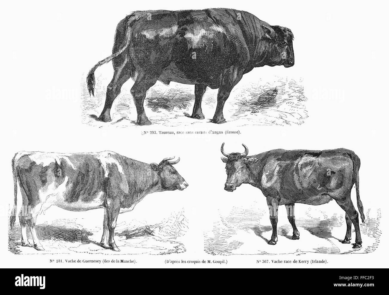 Kerry Cattle Bulls