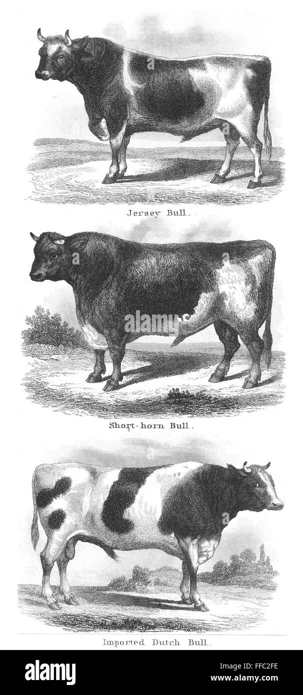 BREEDS OF BULLS. /nJersey bull; Short-horn bull; imported Dutch bull ...