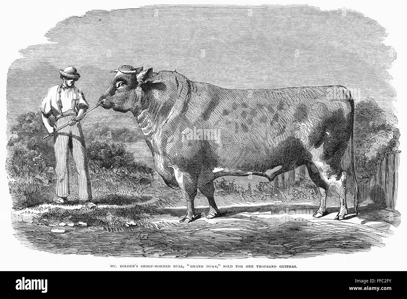 PRIZE BULL, 1853. /nThe short-horn bull 'Grand Duke,' sold for one ...