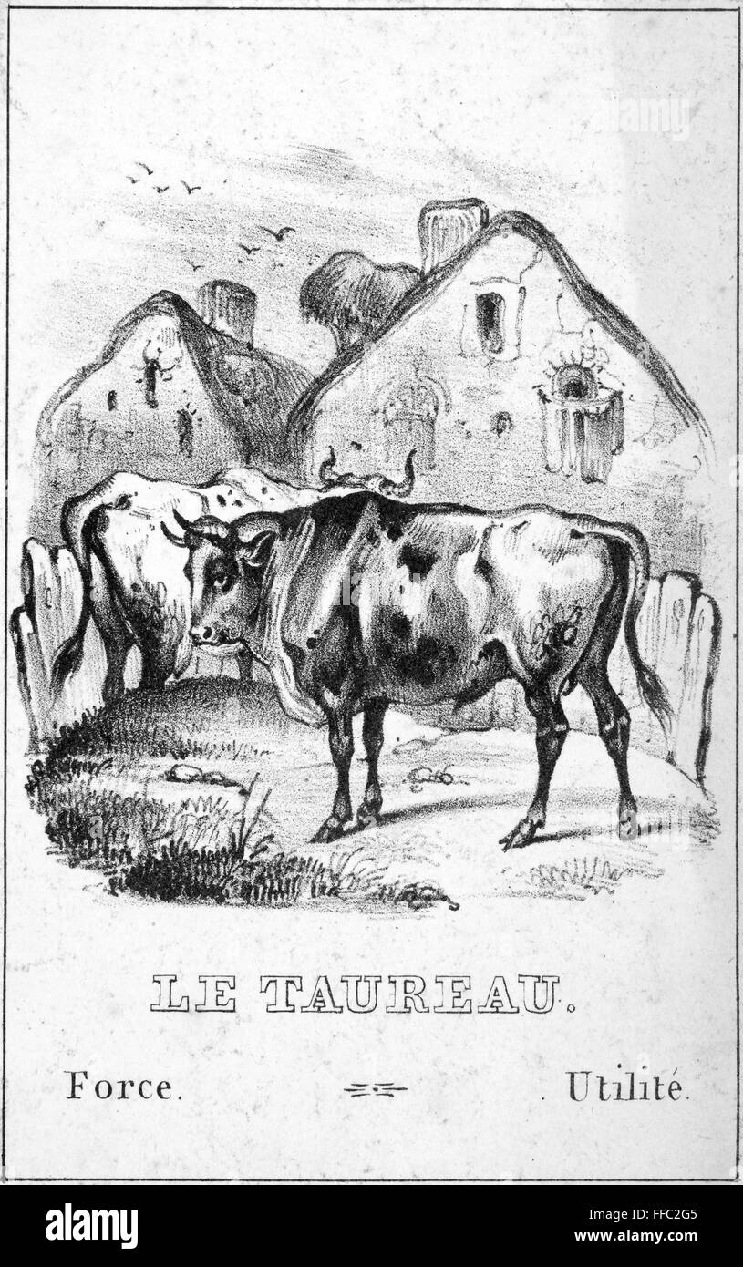 THE BULL. /n'Powerful, Useful.' Lithograph, French, mid-19th century ...