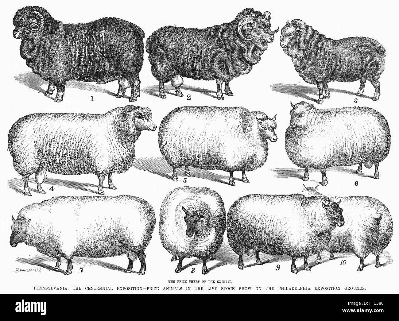 BREEDS OF SHEEP, 1876. /nPrize animals exhibited at the Centennial ...