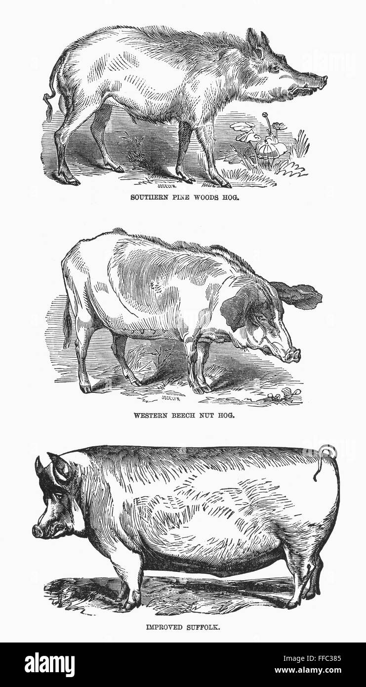 ENGLISH BREEDS OF PIGS. /nTop to bottom: Southern Pine Woods hog ...