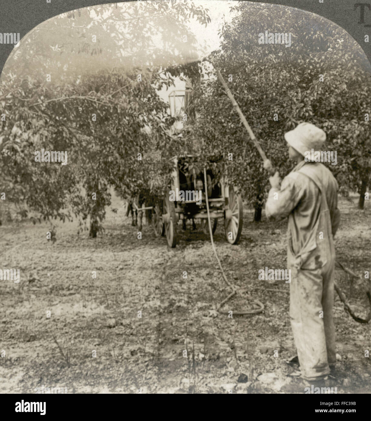 SPRAYING APPLE TREES. /n'Summer Spraying in Apple Orchard, Hilton, New ...