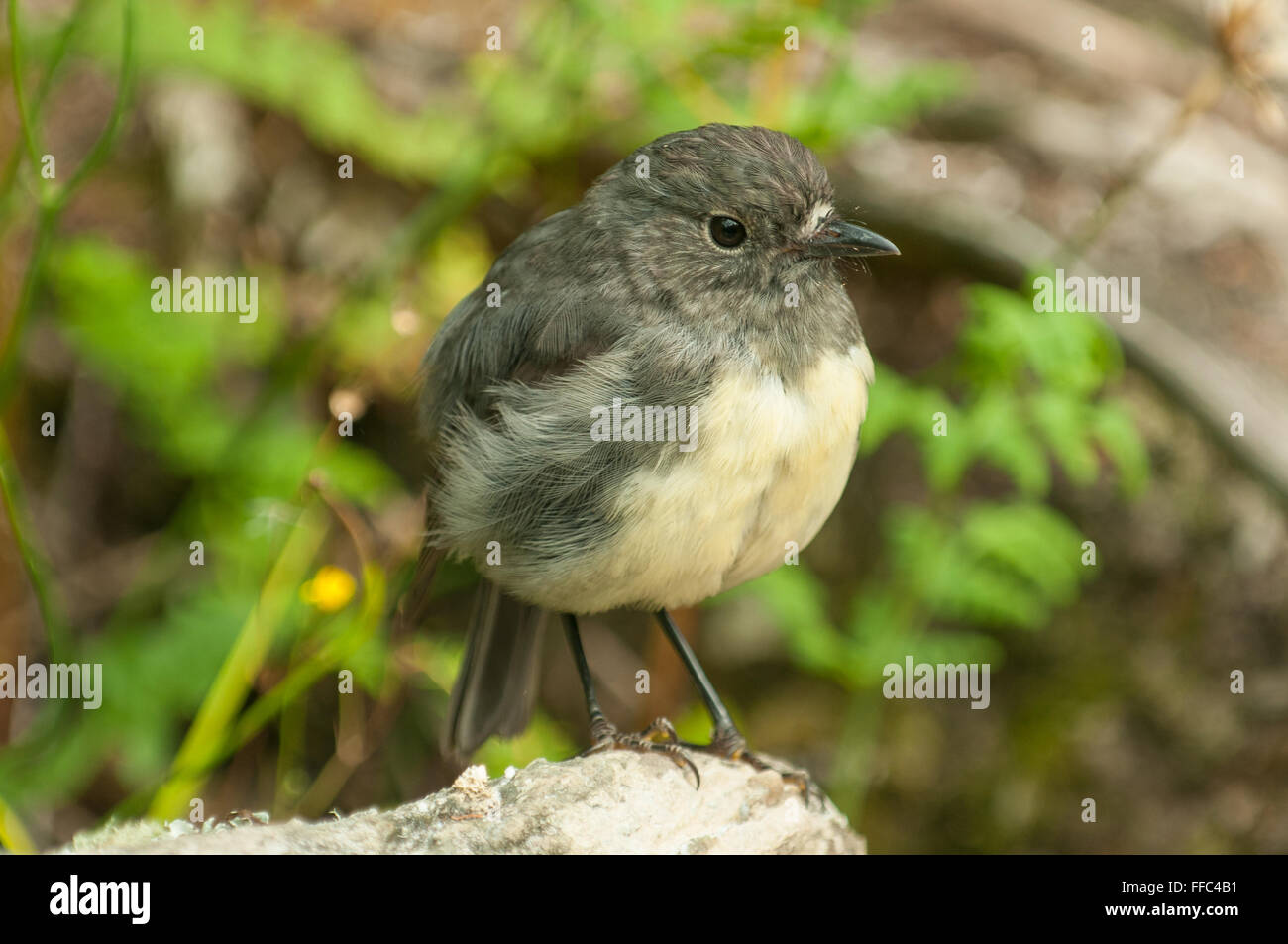 Motuara island toutouwai hi-res stock photography and images - Alamy