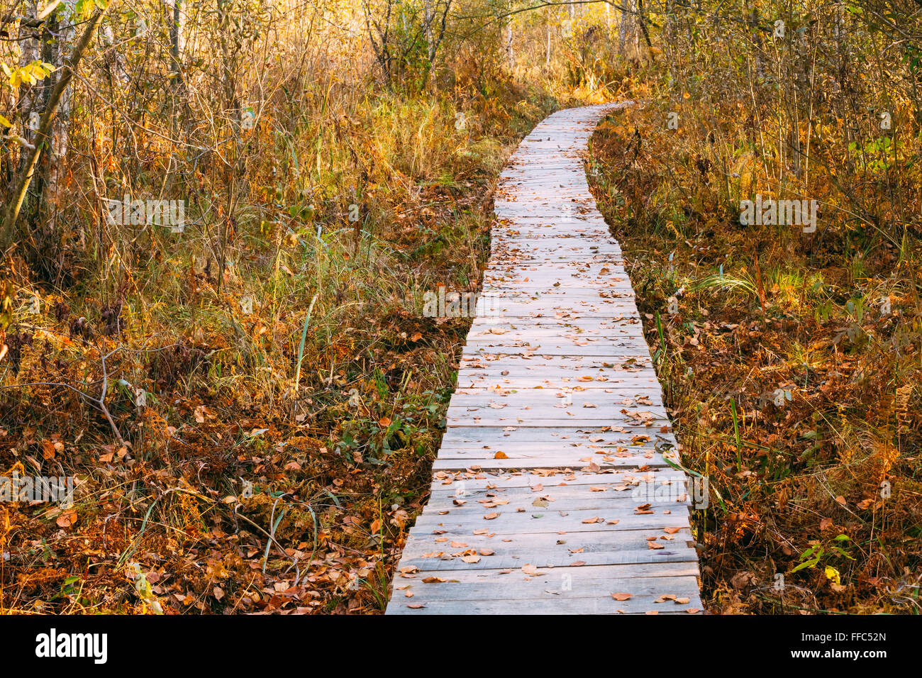 Wooden boarding path way pathway in autumn forest Stock Photo - Alamy