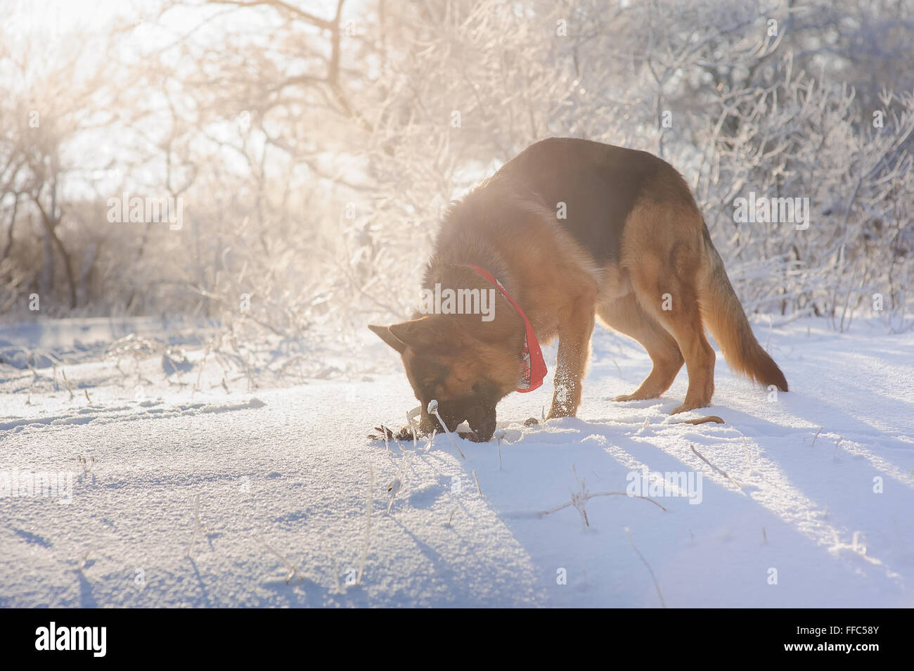Thoroughbred german shepherd standing in hi-res stock photography and ...