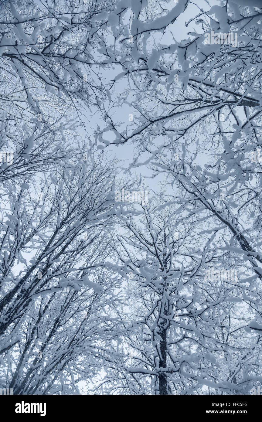 Snow-covered treetops against blue sky, from below view Stock Photo - Alamy