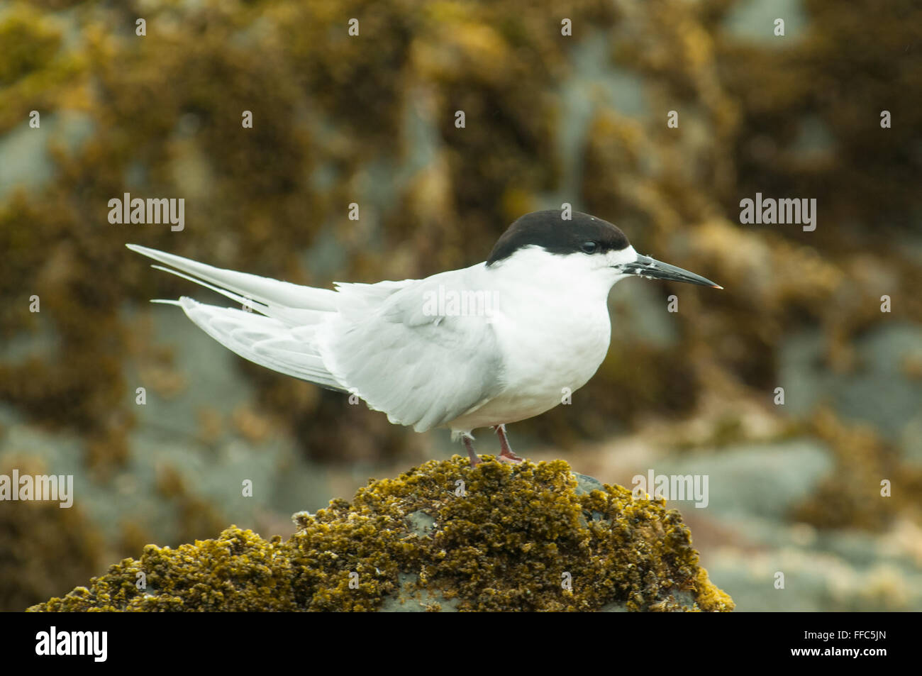 White fronted tern hi-res stock photography and images - Alamy