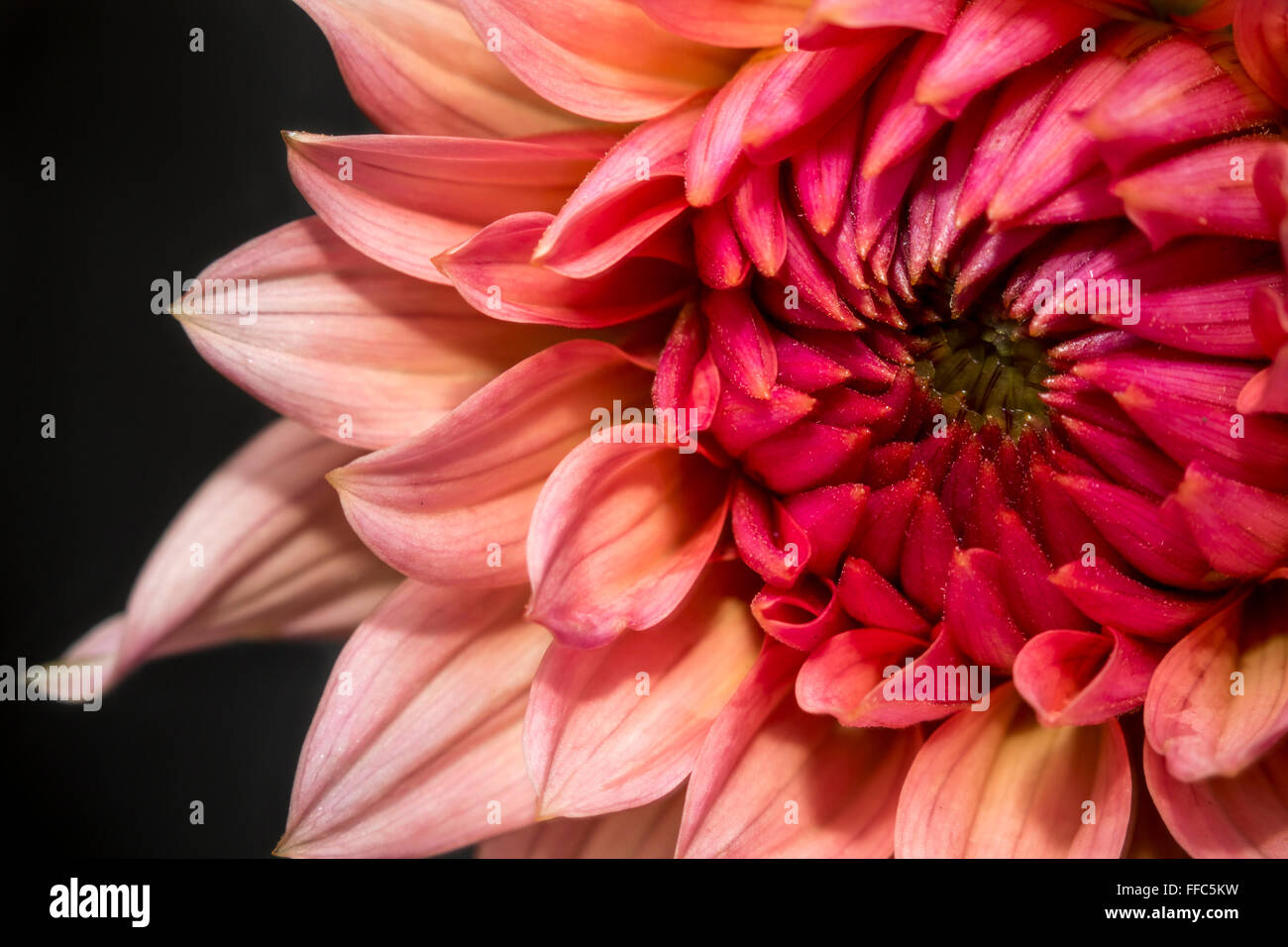Closeup of red flower with dark background Stock Photo - Alamy