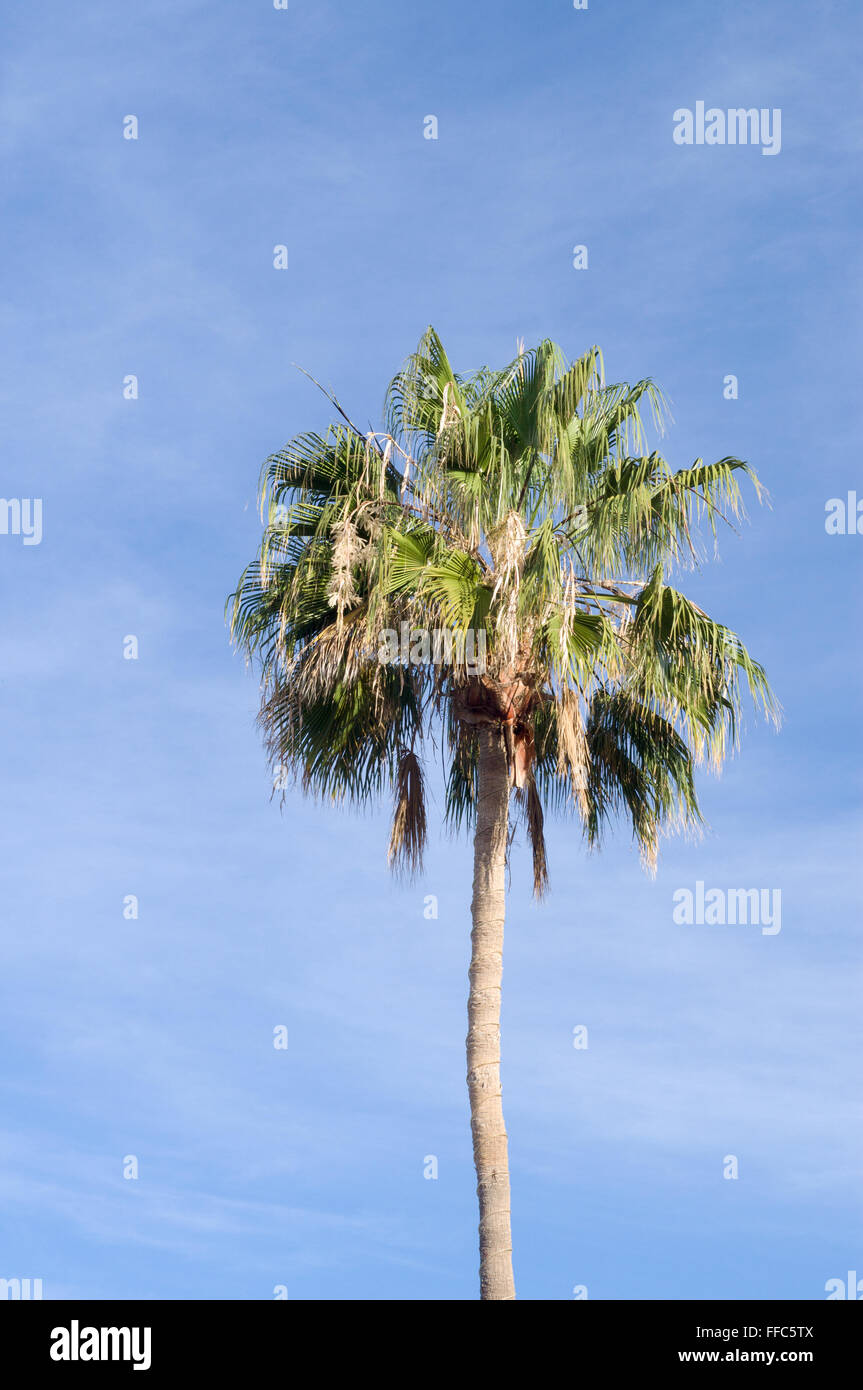 Alone palm tree against blue sky, vertical view Stock Photo - Alamy