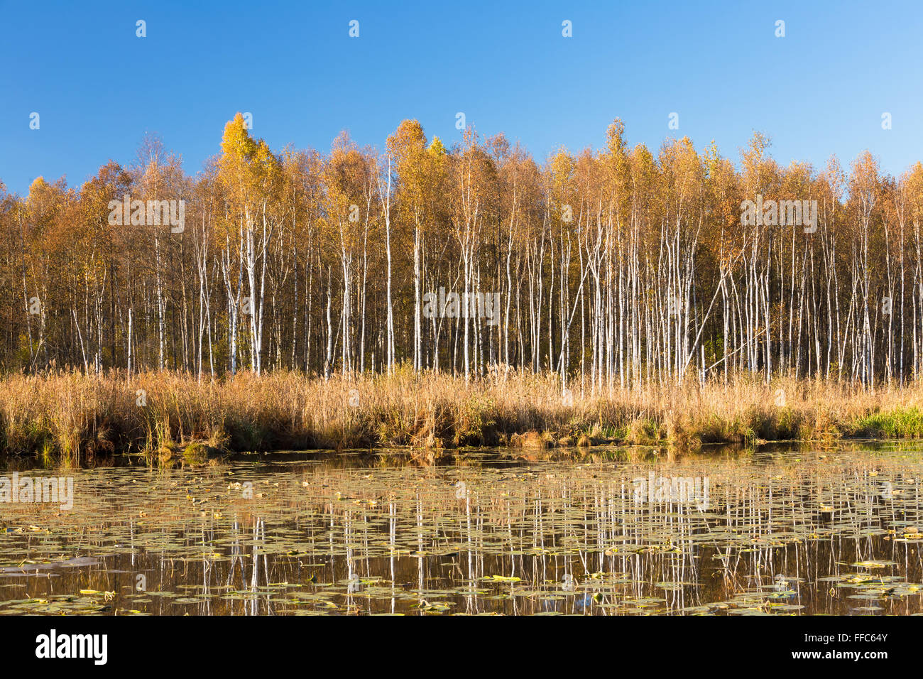 Beautiful birch forest hi-res stock photography and images - Alamy