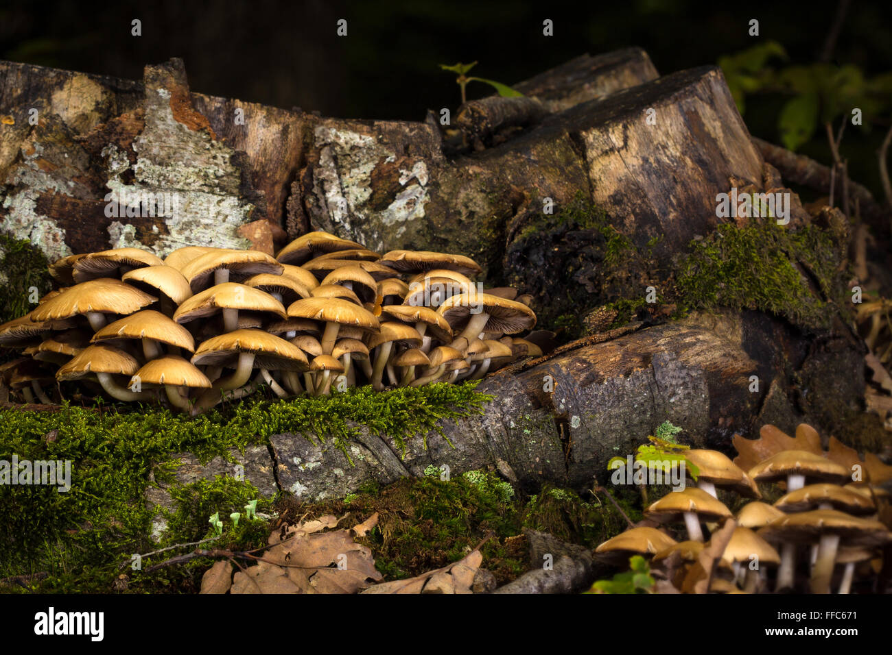 Tree trunk fungus hi-res stock photography and images - Alamy