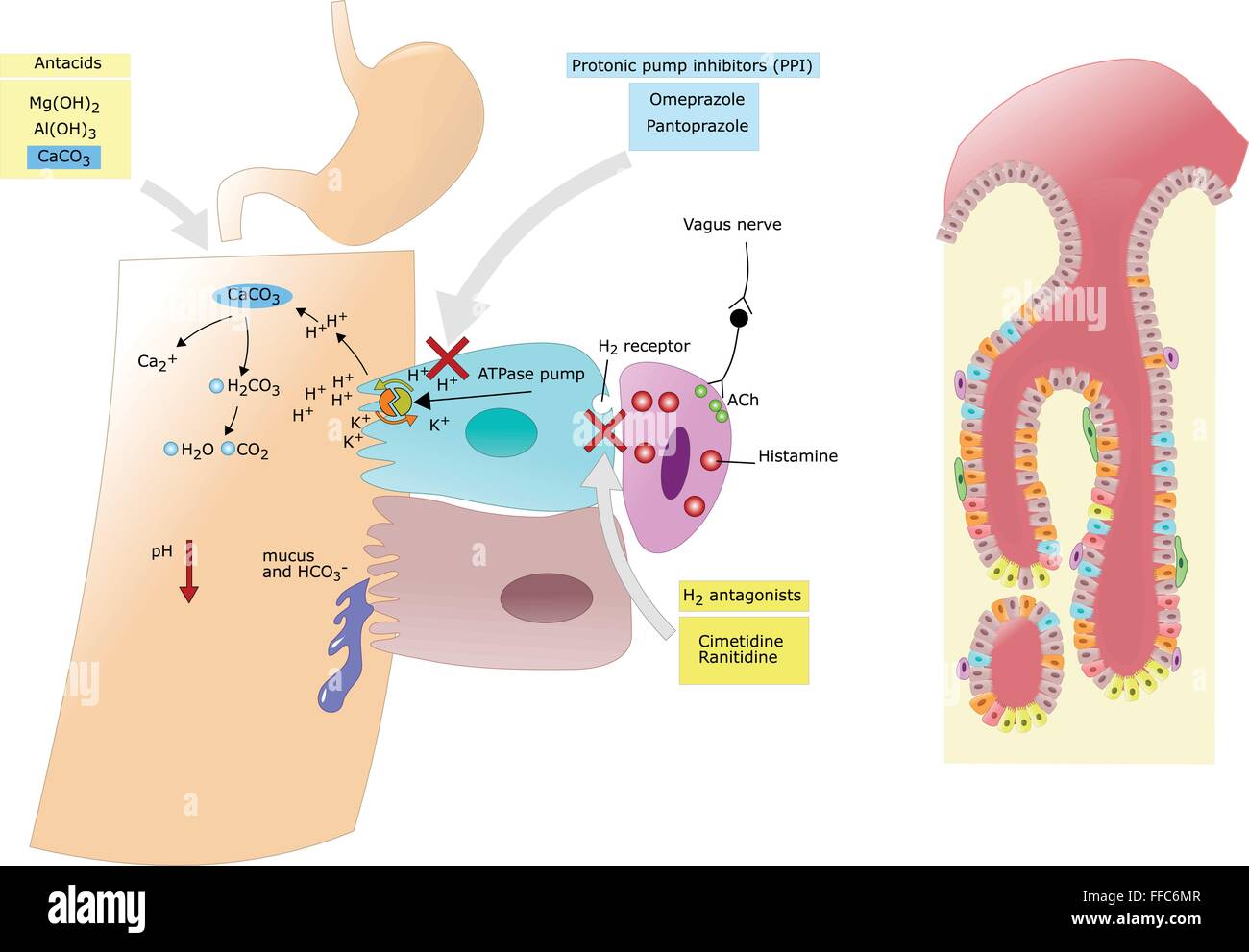 Inhibitors Stock Vector Images - Alamy