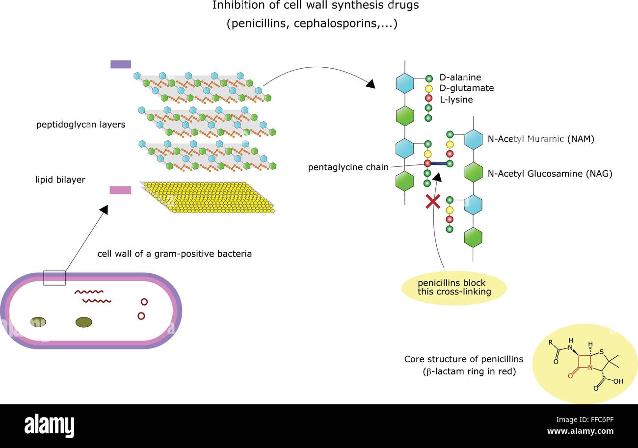 Bacterial Cell Wall Synthesis Inhibitors Bacterial Cell Wall Synthesis Inhibitors