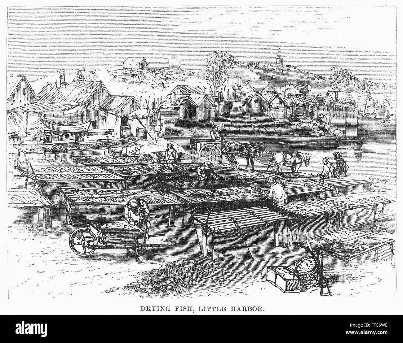 CURING FISH, 19th CENTURY. /nDrying fish in New England, 19th century ...