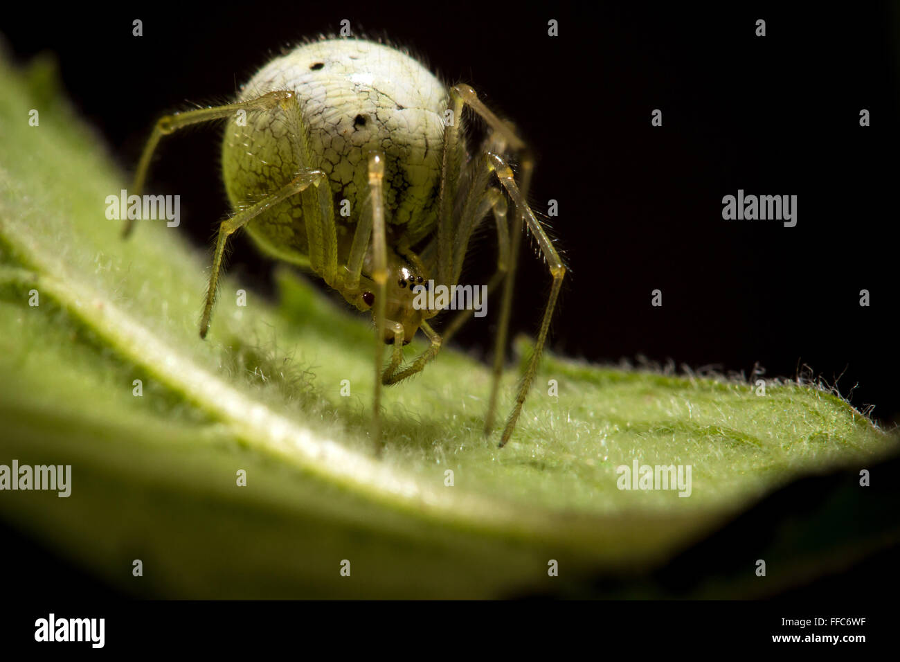 Big creepy spider hi-res stock photography and images - Alamy