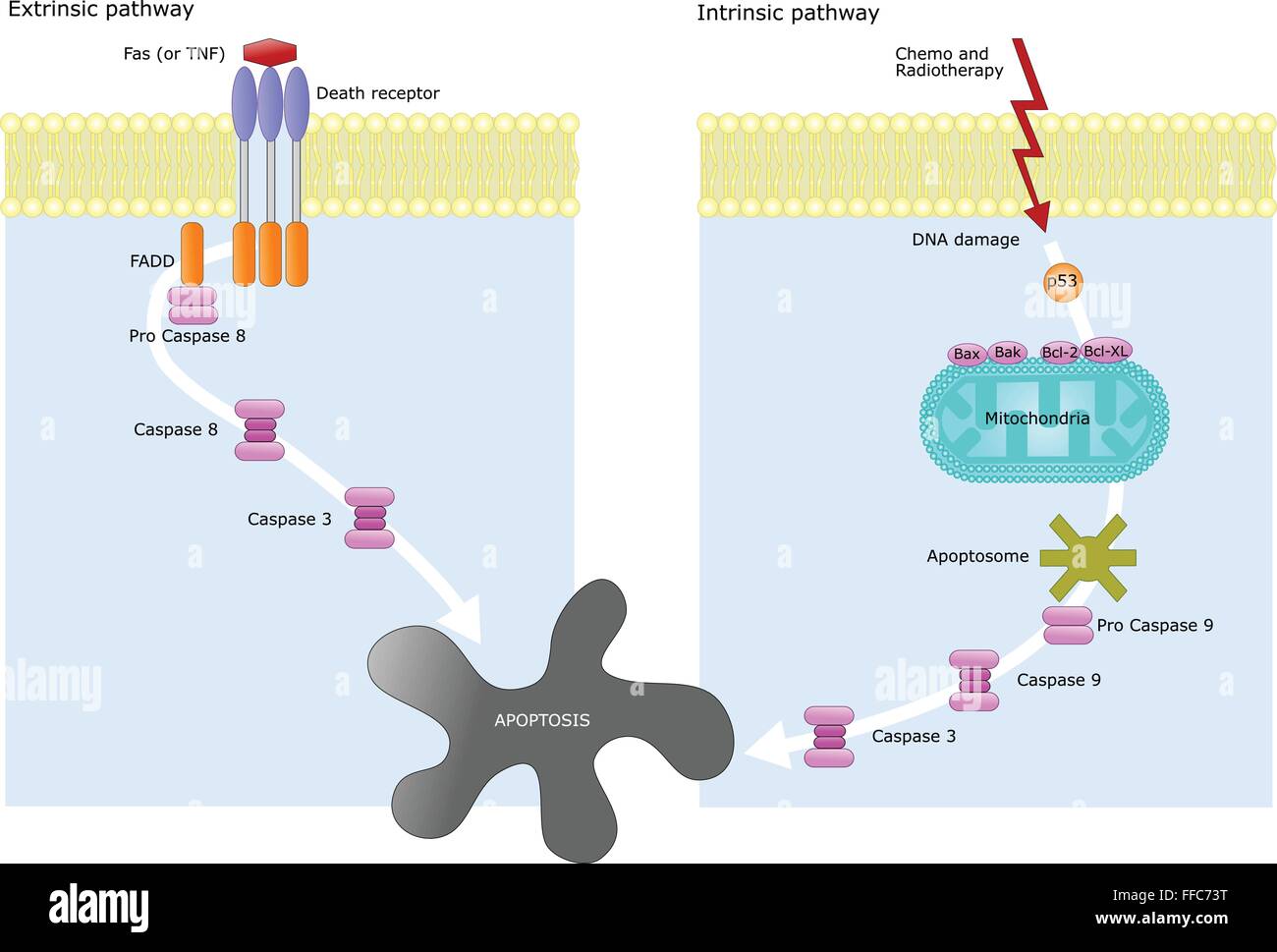 Apoptosis High Resolution Stock Photography and Images - Alamy
