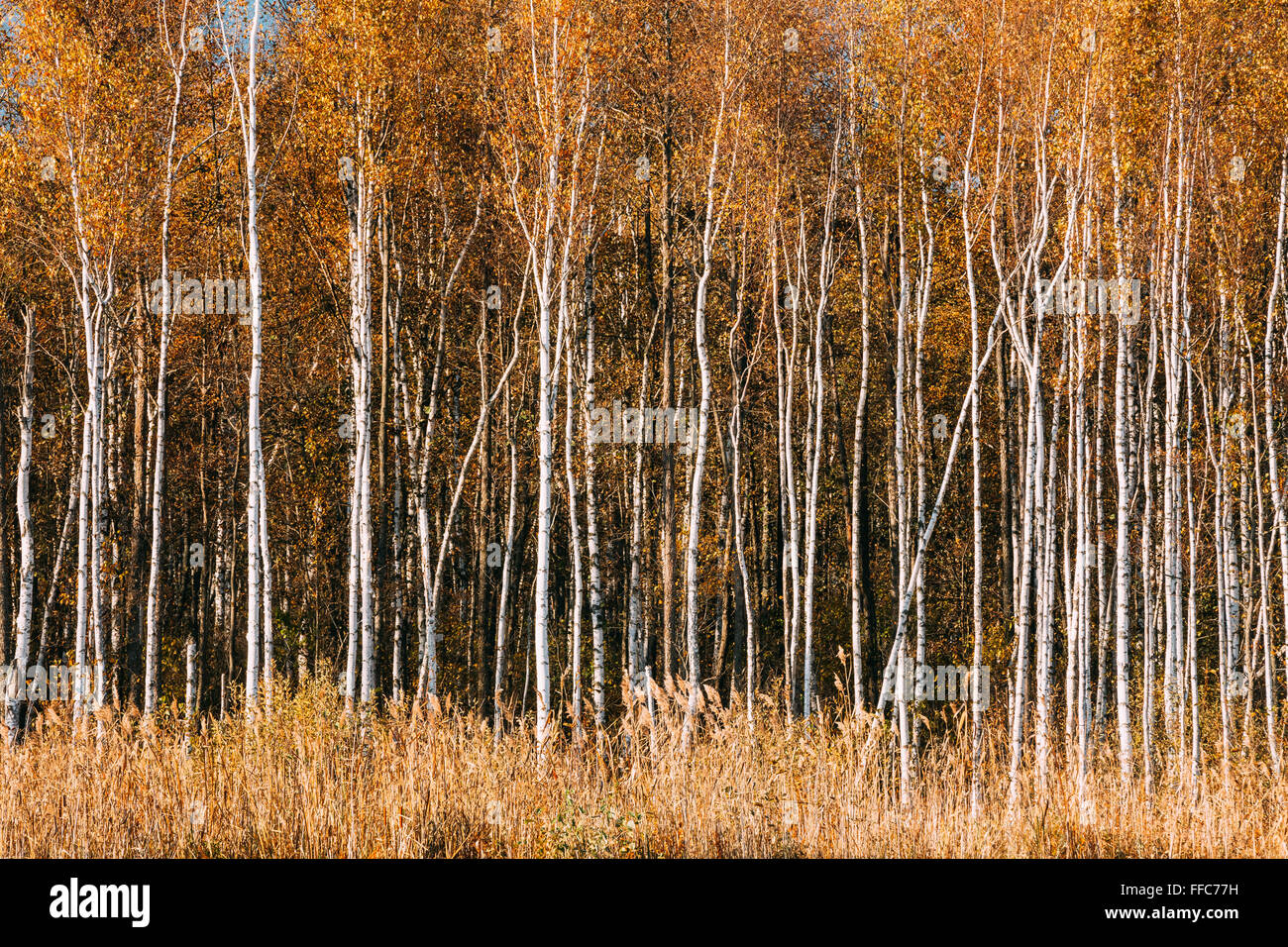 Beautiful birch forest hi-res stock photography and images - Alamy