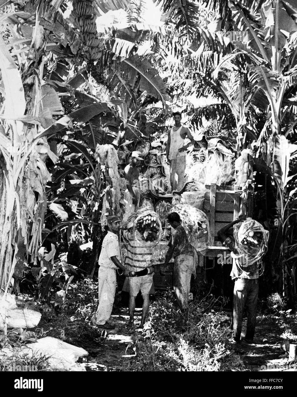 BANANA PLANTATION, c1950. /nHarvesting bananas on a Latin American ...