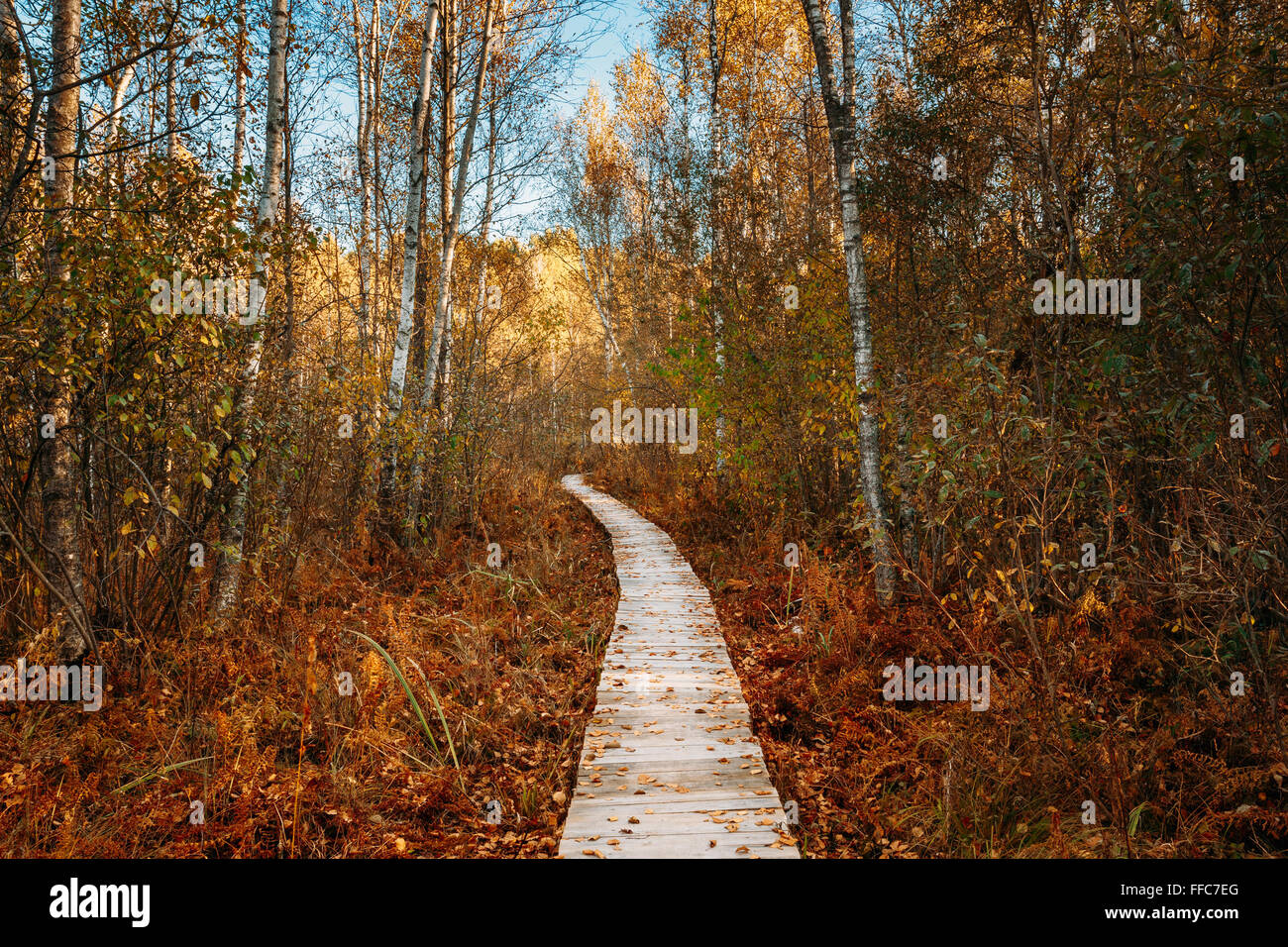 Wooden boarding path way pathway in autumn forest near bog marsh Stock ...