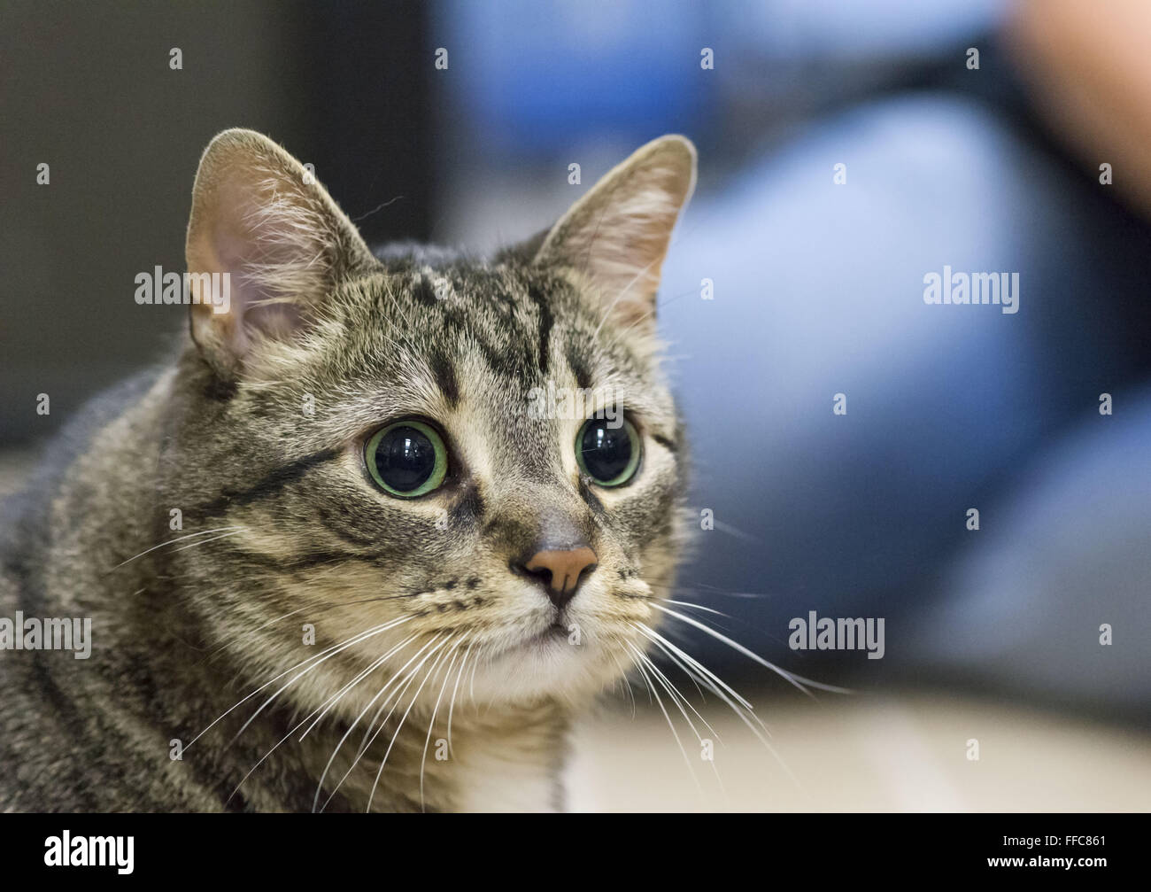 Wantagh, New York, USA. 7th Feb, 2016. Mingling with visitors, Tabby ...