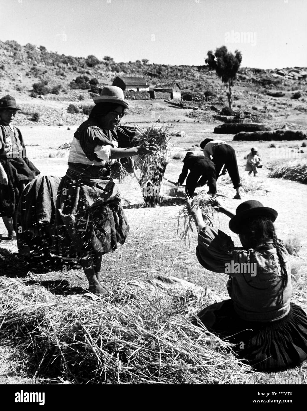 PERU: HARVESTING, 1961. /nMen thresh and women winnow barley at the ...