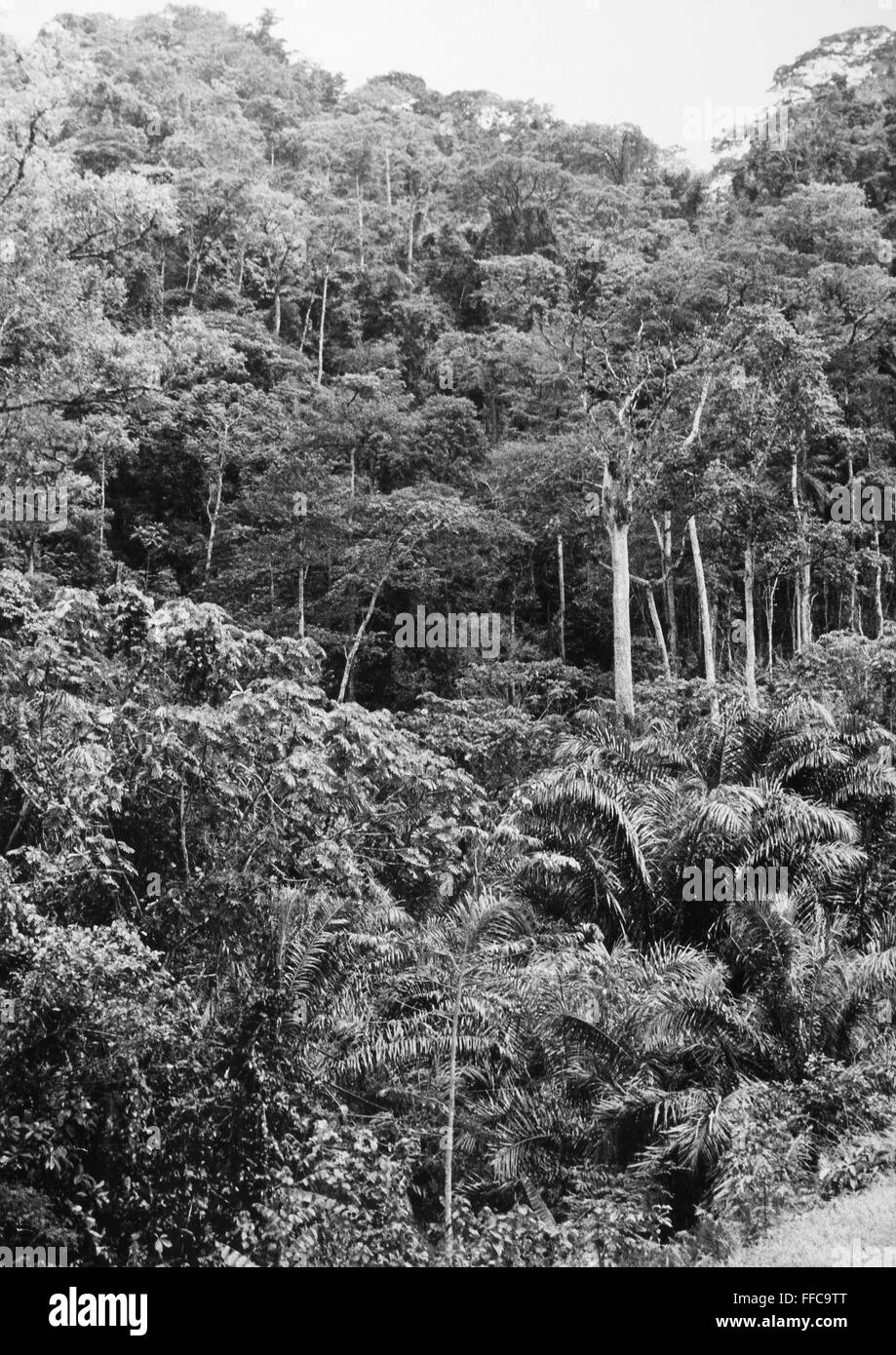 CAMEROON: FOREST. /nForest of mahogany trees at Cameroon. Photographed ...