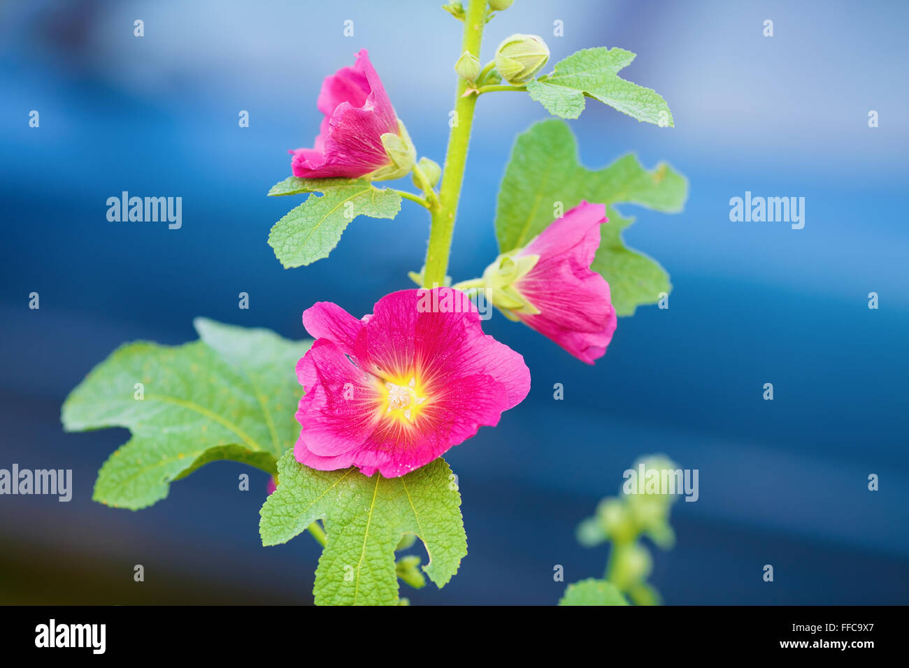 Blue Hollyhock Flowers