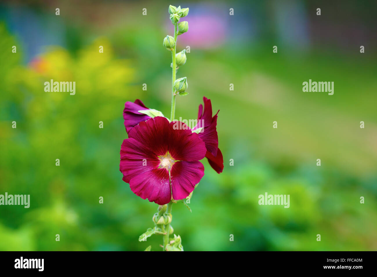 Maroon blossom hi-res stock photography and images - Alamy