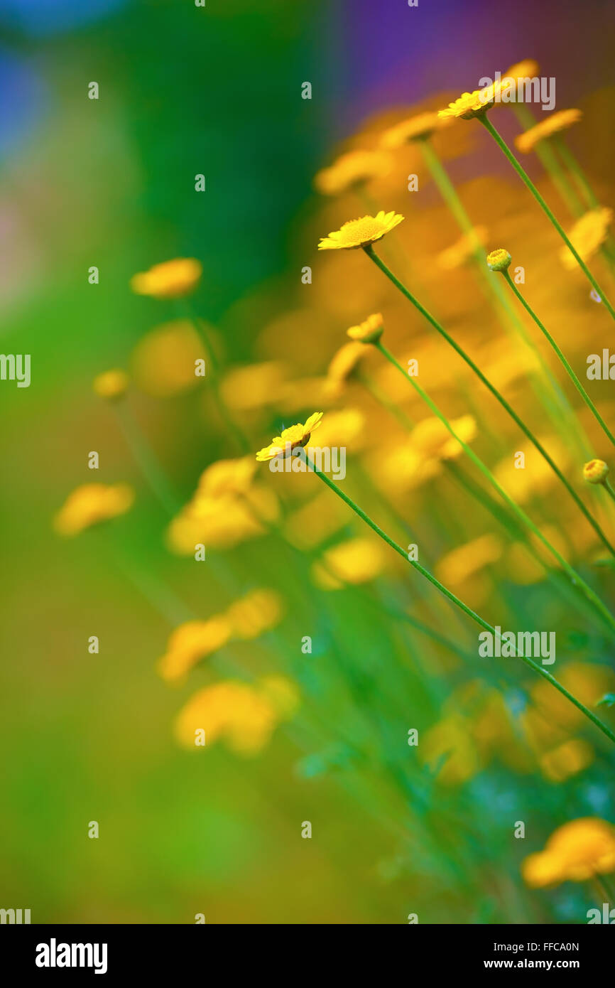 Bright yellow spring flowers. Soft focus effect. Vertical shot. Shallow ...