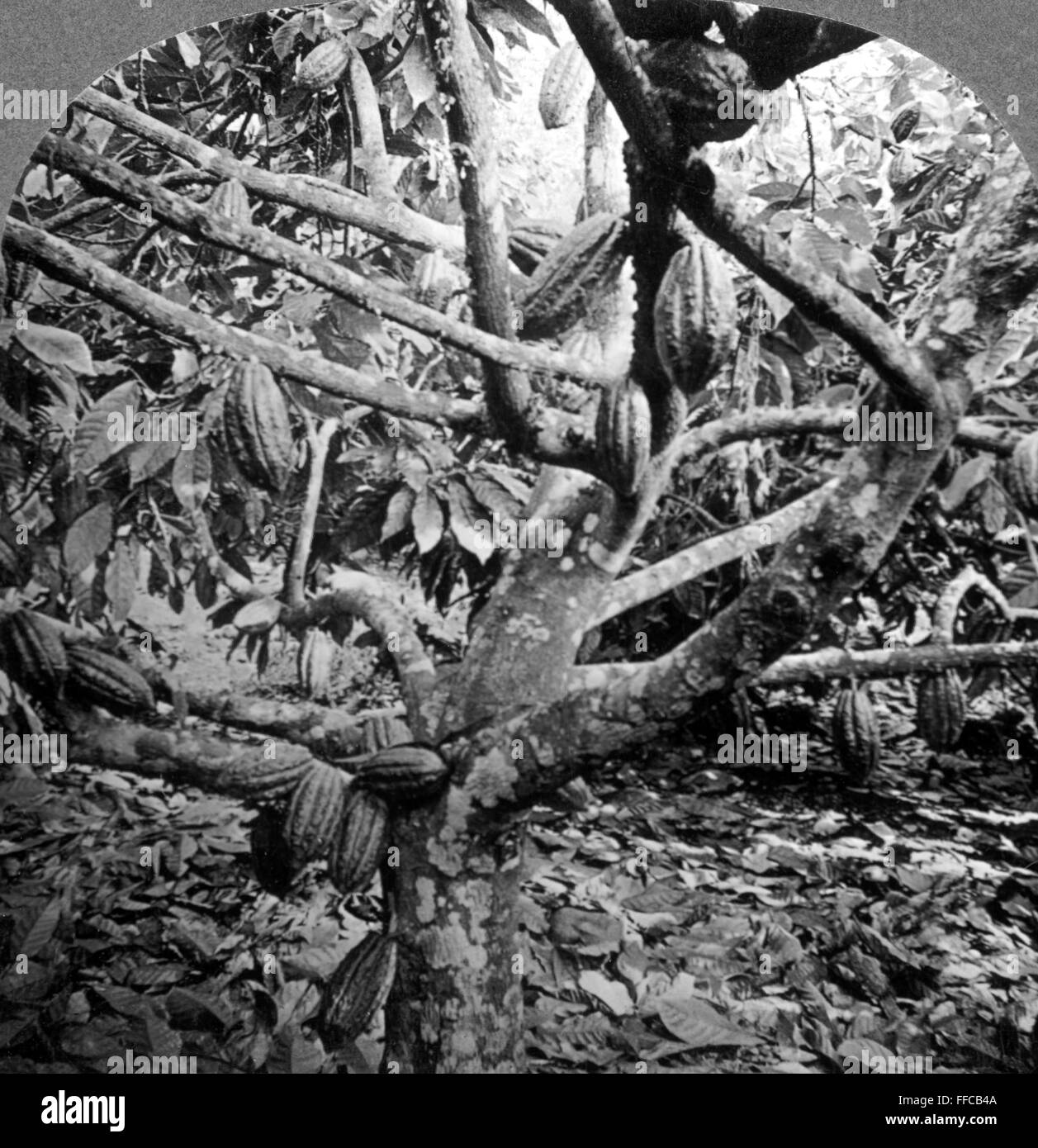 Cacao tree bearing pods hi-res stock photography and images - Alamy