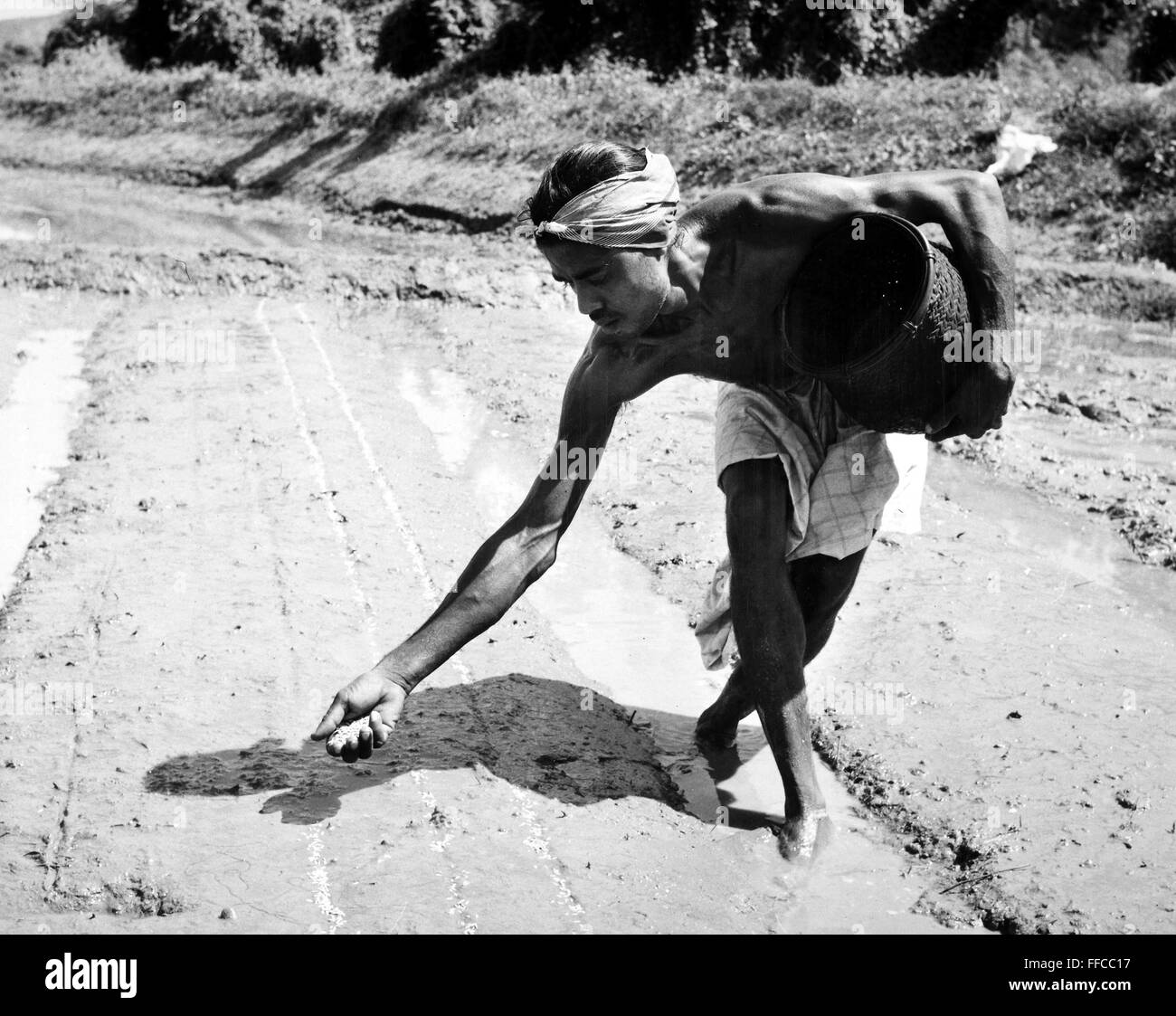 SRI LANKA: RICE FARMER. /nFarmer sowing rice in a Ceylon (Sri Lanka ...