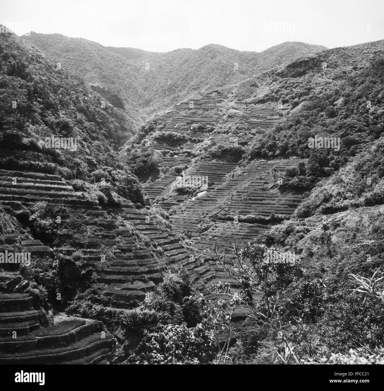 PHILIPPINES: RICE FIELDS./nView of a small part of the rice terraces of ...